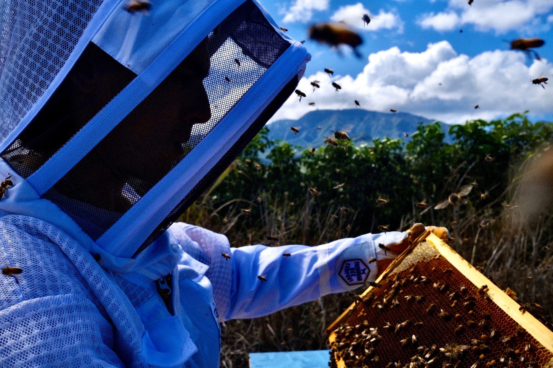 Bee Farm Tour & Honey Tasting in North Shore, Oahu – Hi Honey Farm